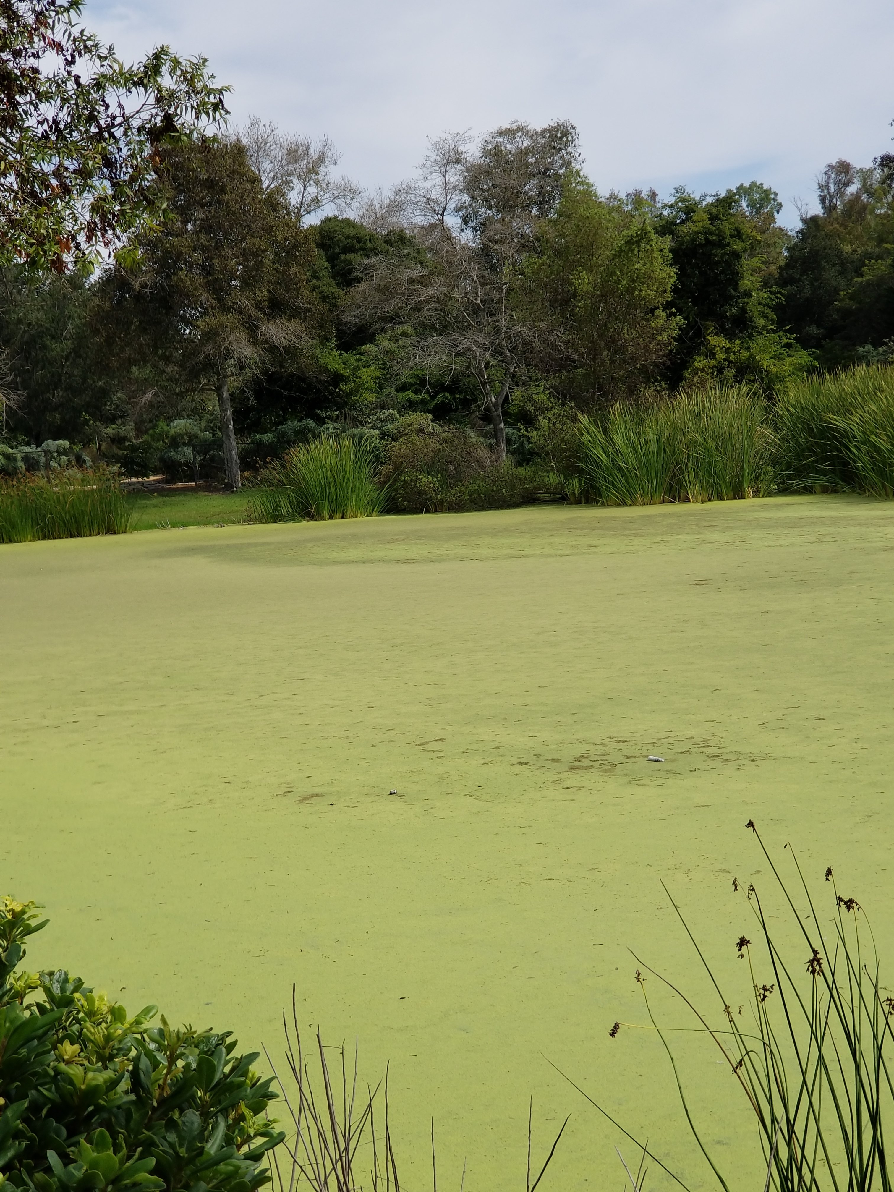 Green Goop.. – Drum Corps Concepts